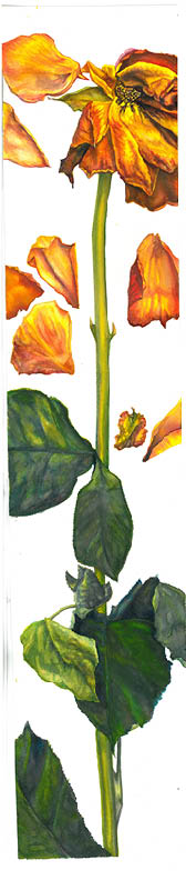 rose scan – Susan Bartel Art